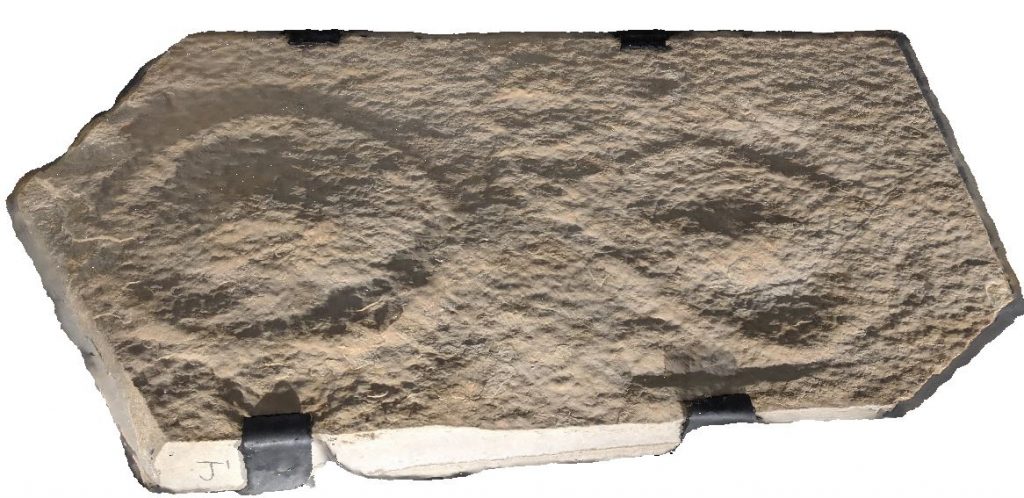 Cambrian trace fossils, Mount Simon-Wonewoc Sandstone – Sedimentary Geology